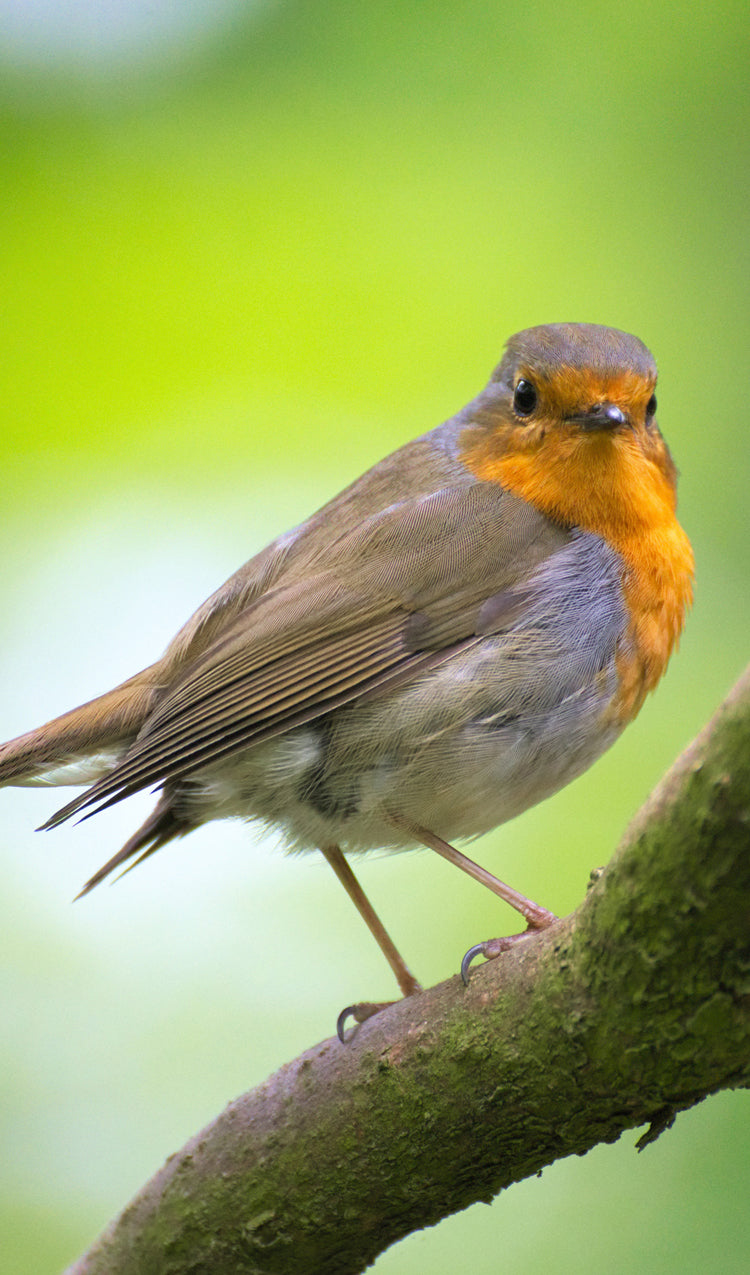 AN36.jpg?v=1684949736