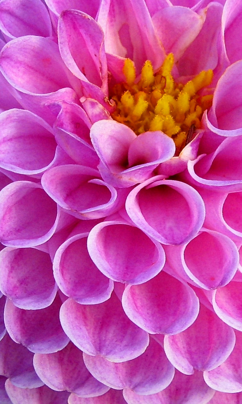 F85.jpg?v=1691681489