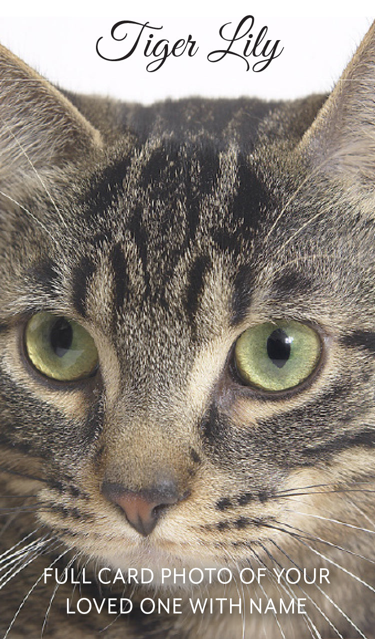 FC12.jpg?v=1692987226