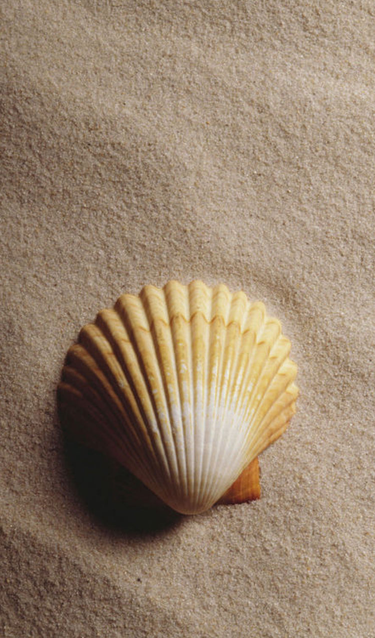 N142_f0ad39e5-1e7e-4e01-849c-31b8f06d4a85.jpg?v=1647629118
