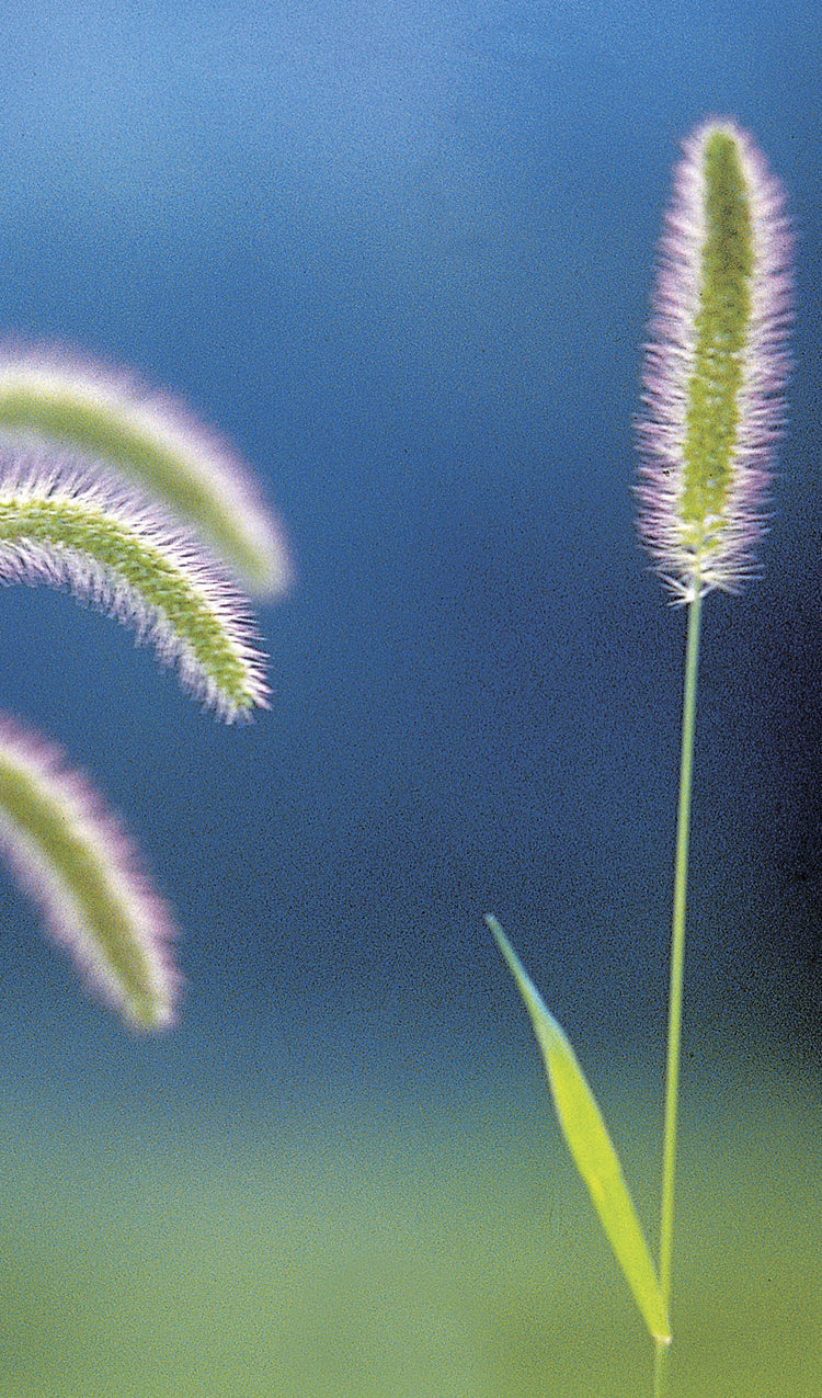 N51_9963b90d-75ba-452d-9ab6-c012ceb4cf2e.jpg?v=1647629335